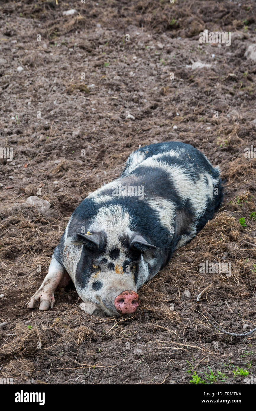 A Linderöd, a rare breed of pig in Sweden, dozes in the mud Stock Photo ...