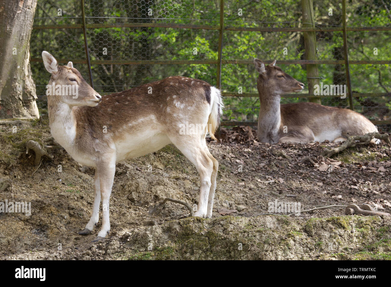 Ancient british breeds hi-res stock photography and images - Alamy