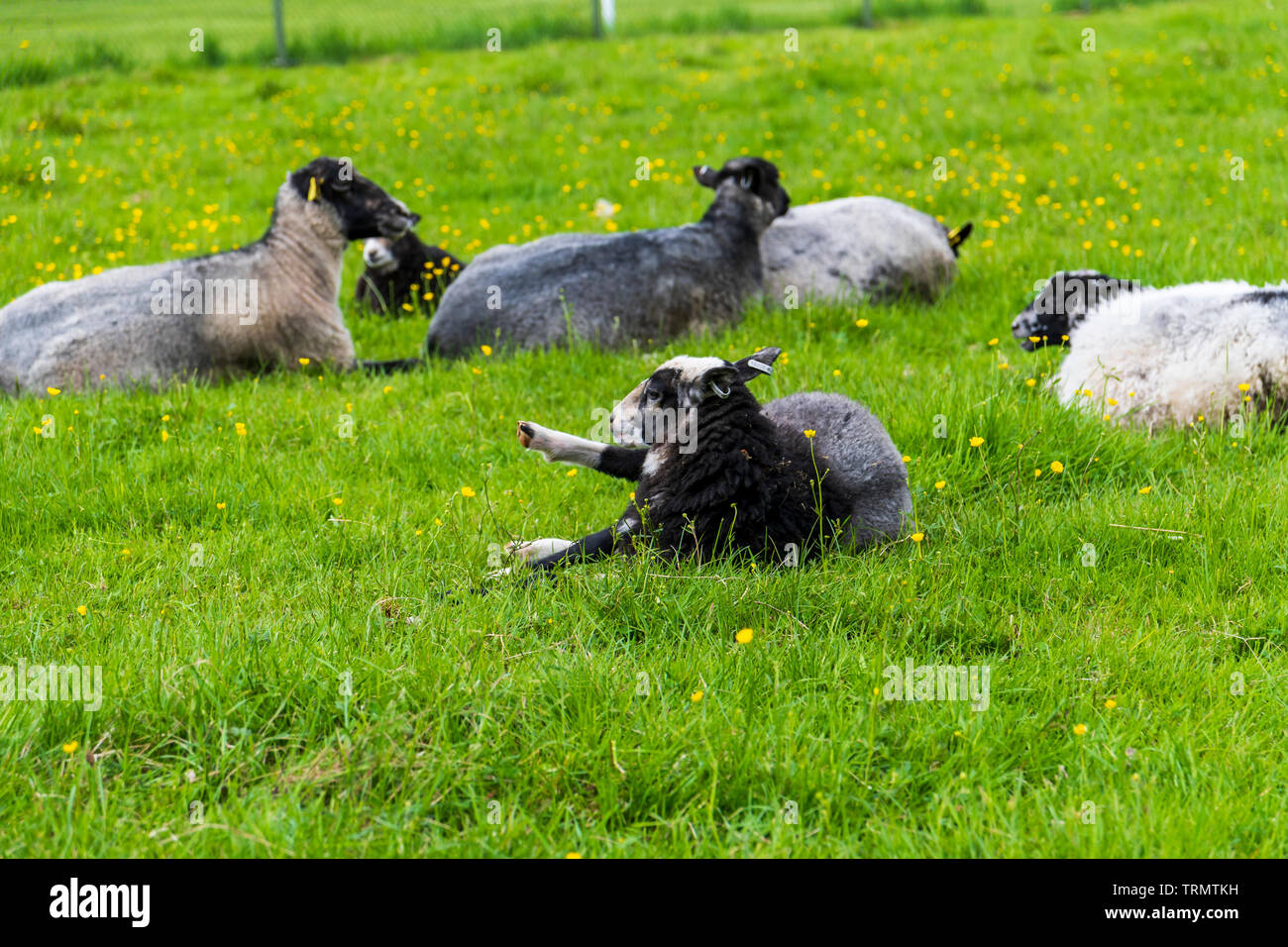 Lamb lying down hi-res stock photography and images - Alamy