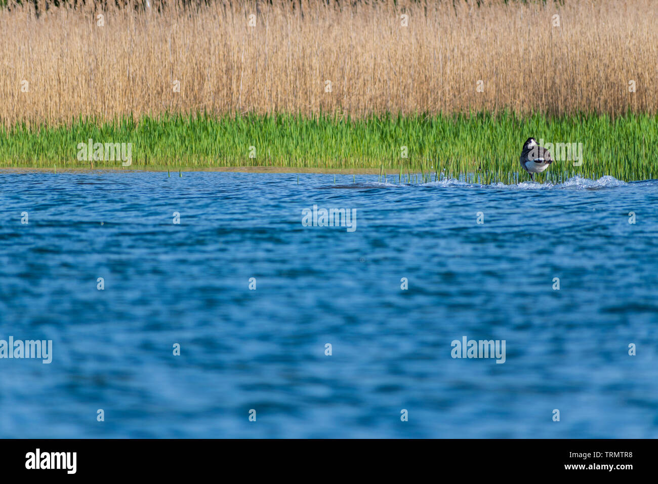 A goose wades in the reeds Stock Photo - Alamy