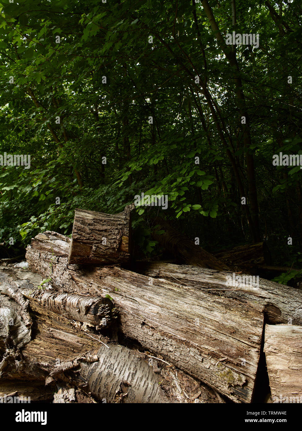 Early summer woodland forest nature abstract, Surrey, England, United ...