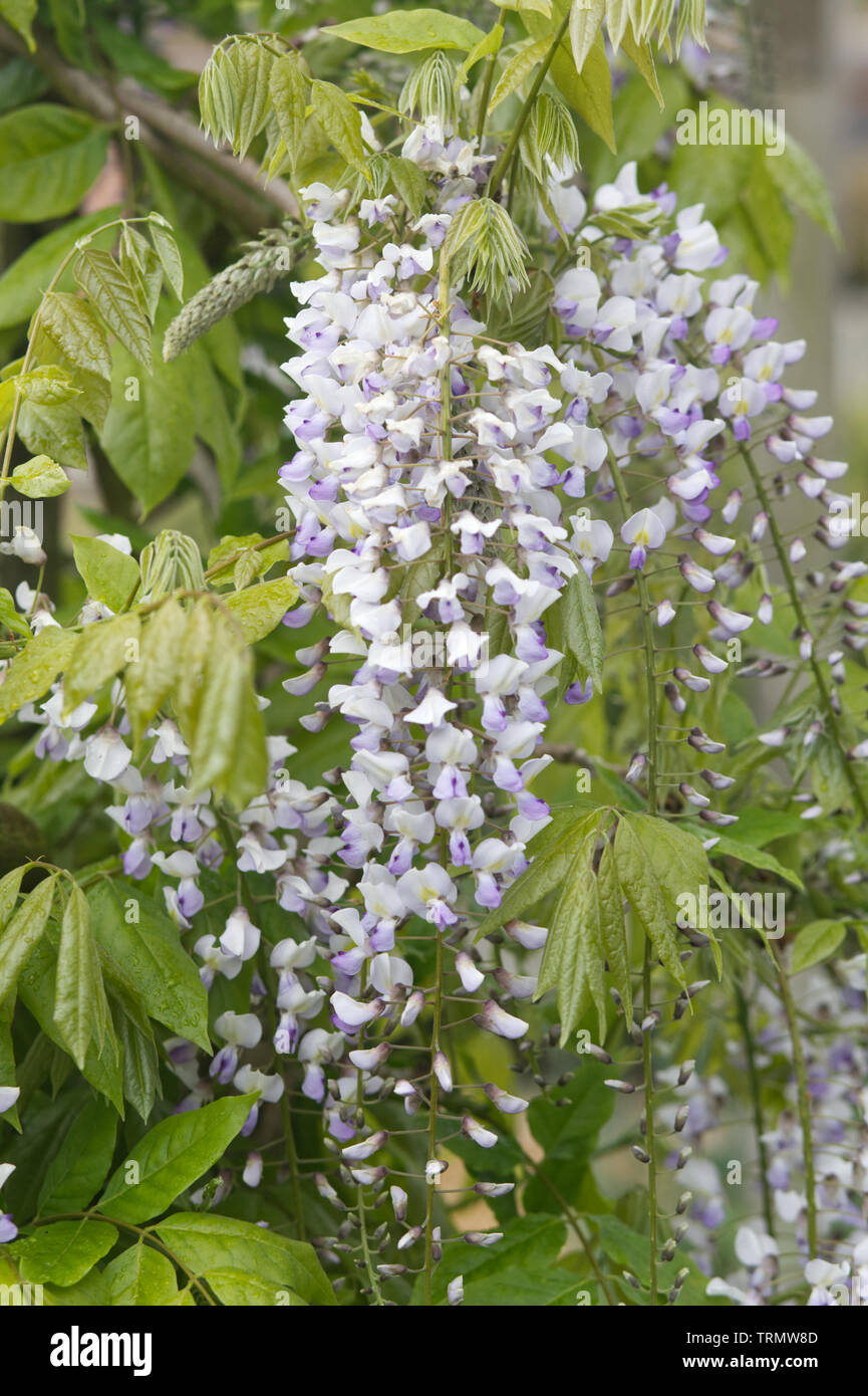 Purple wisteria flowering in the spring Stock Photo - Alamy