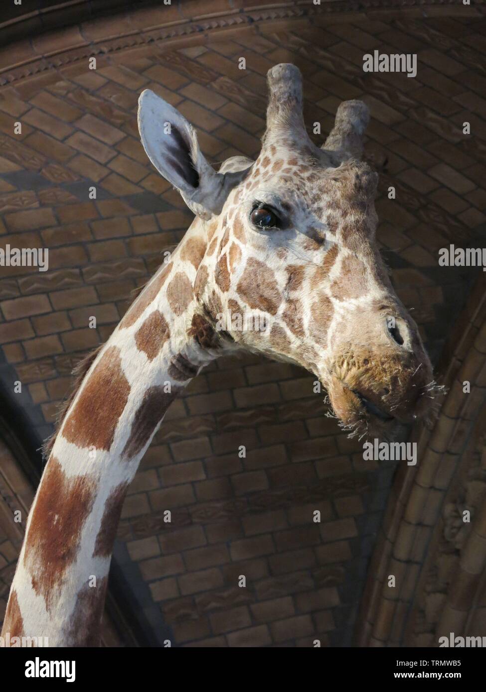 Close-up of the head and neck of a tall giraffe, one of the stuffed ...