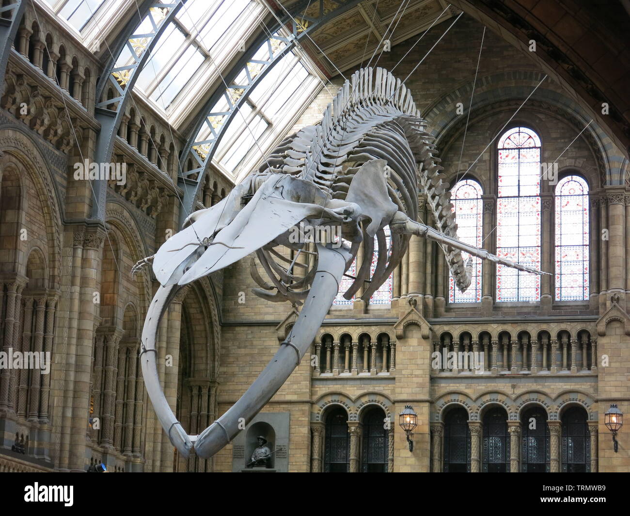 The skeleton of a blue whale suspended from the ceiling in the entrance ...