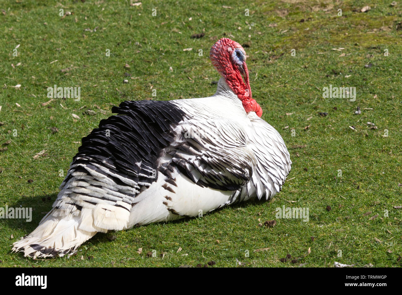 Royal Palm turkey Stock Photo - Alamy