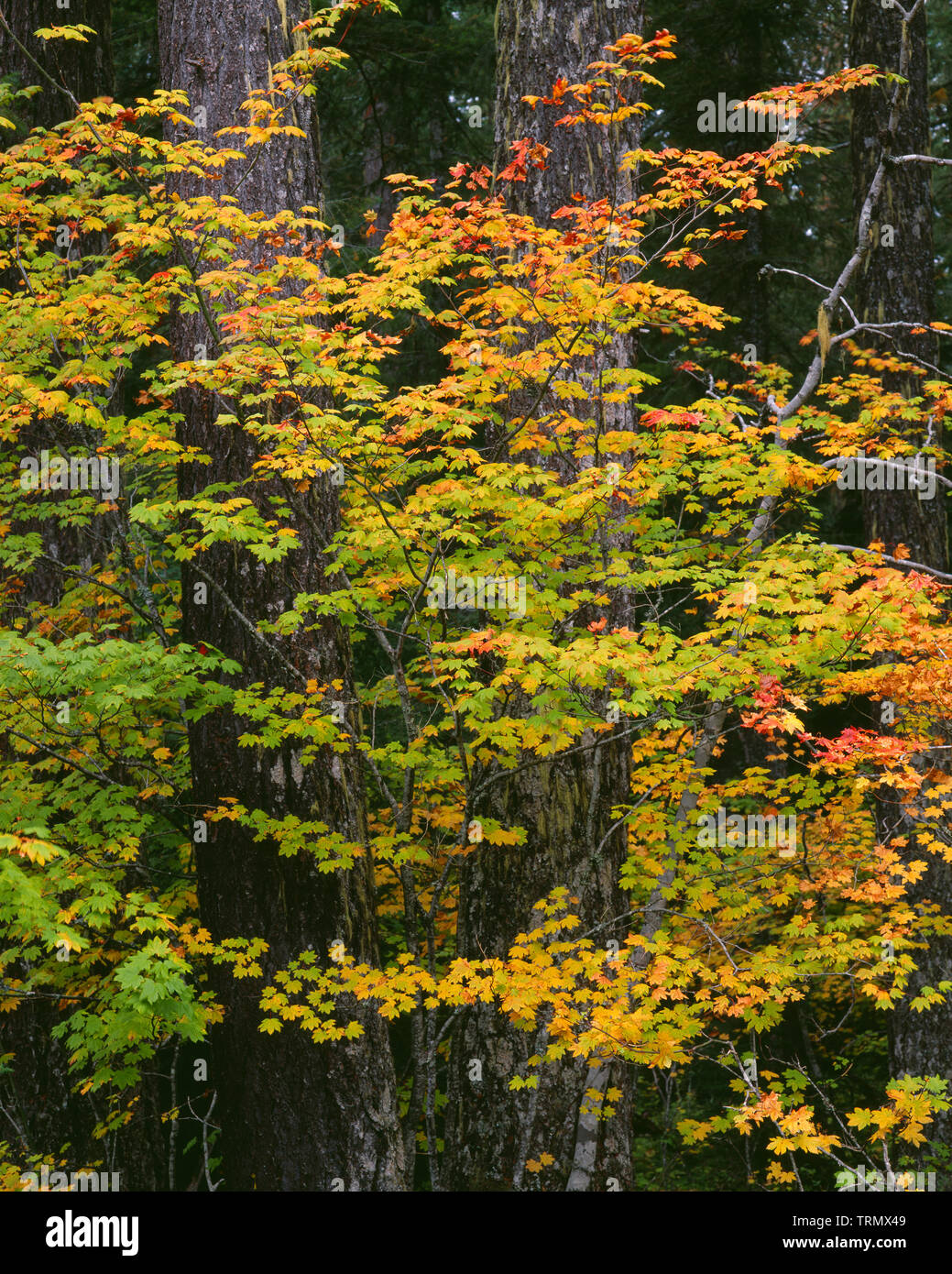 Trunk douglas fir tree washington hi-res stock photography and images ...