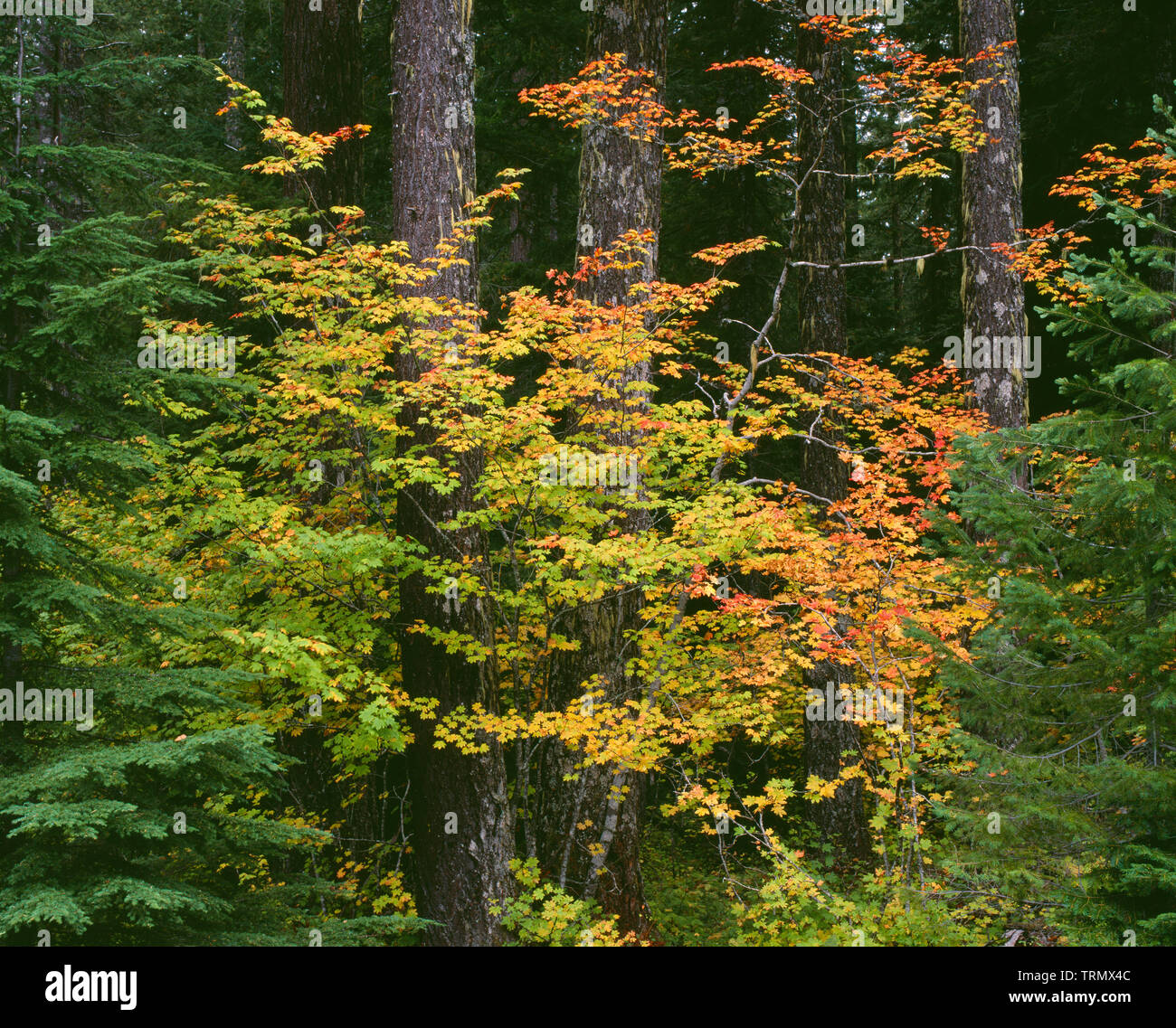 Nat forest hi-res stock photography and images - Alamy