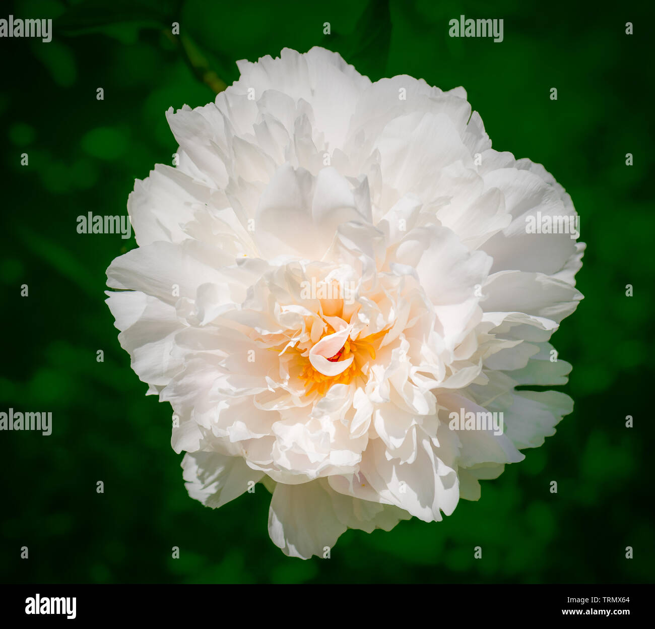 isolated single bright white peony blossom,natural green background ...