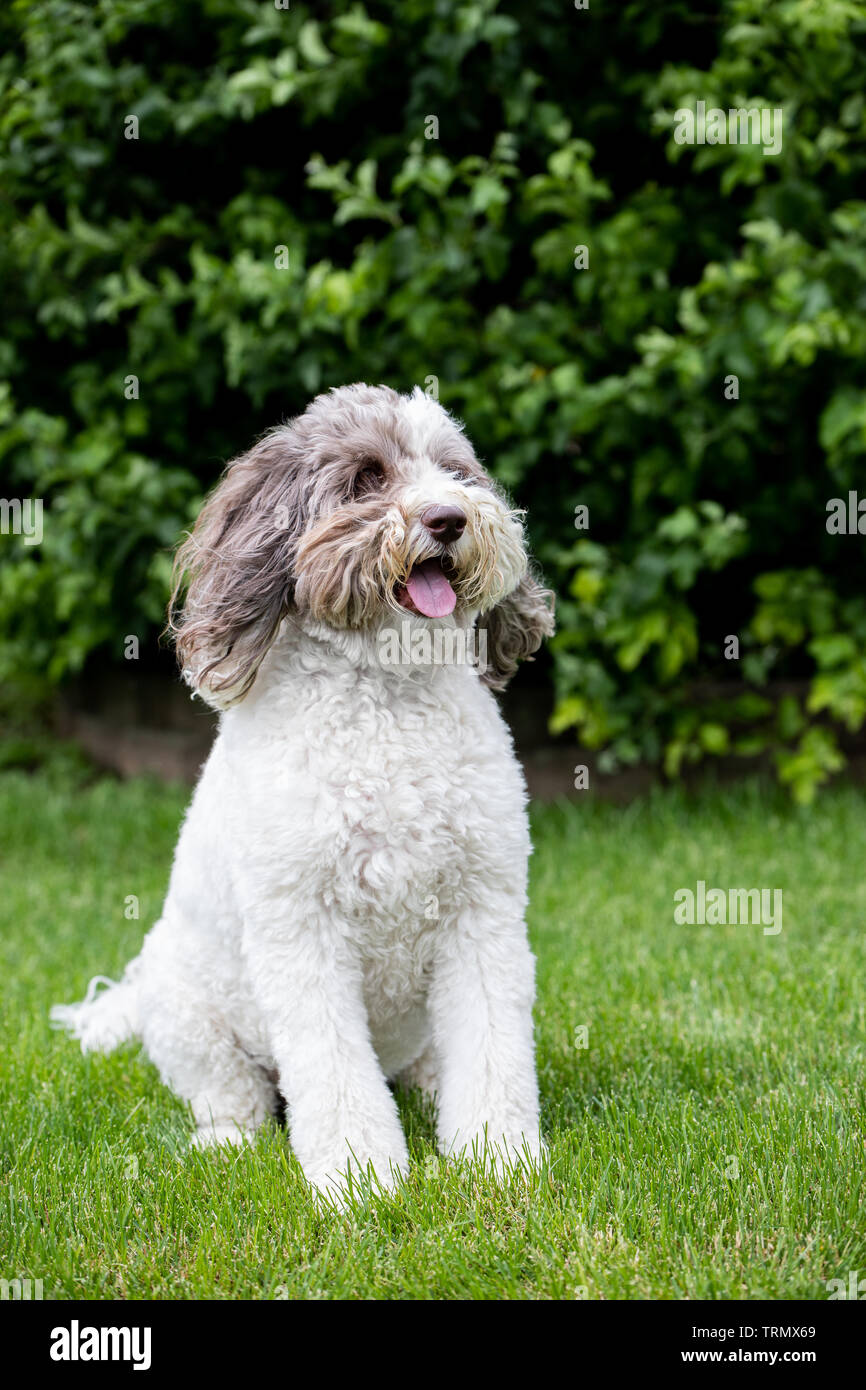 A portrait of a brown and white labradoodle's face, standing outside ...