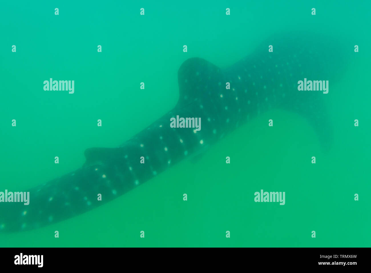 Isla ballena hi-res stock photography and images - Alamy
