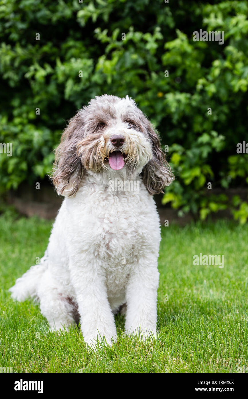 Labradoodles hi-res stock photography and images - Alamy