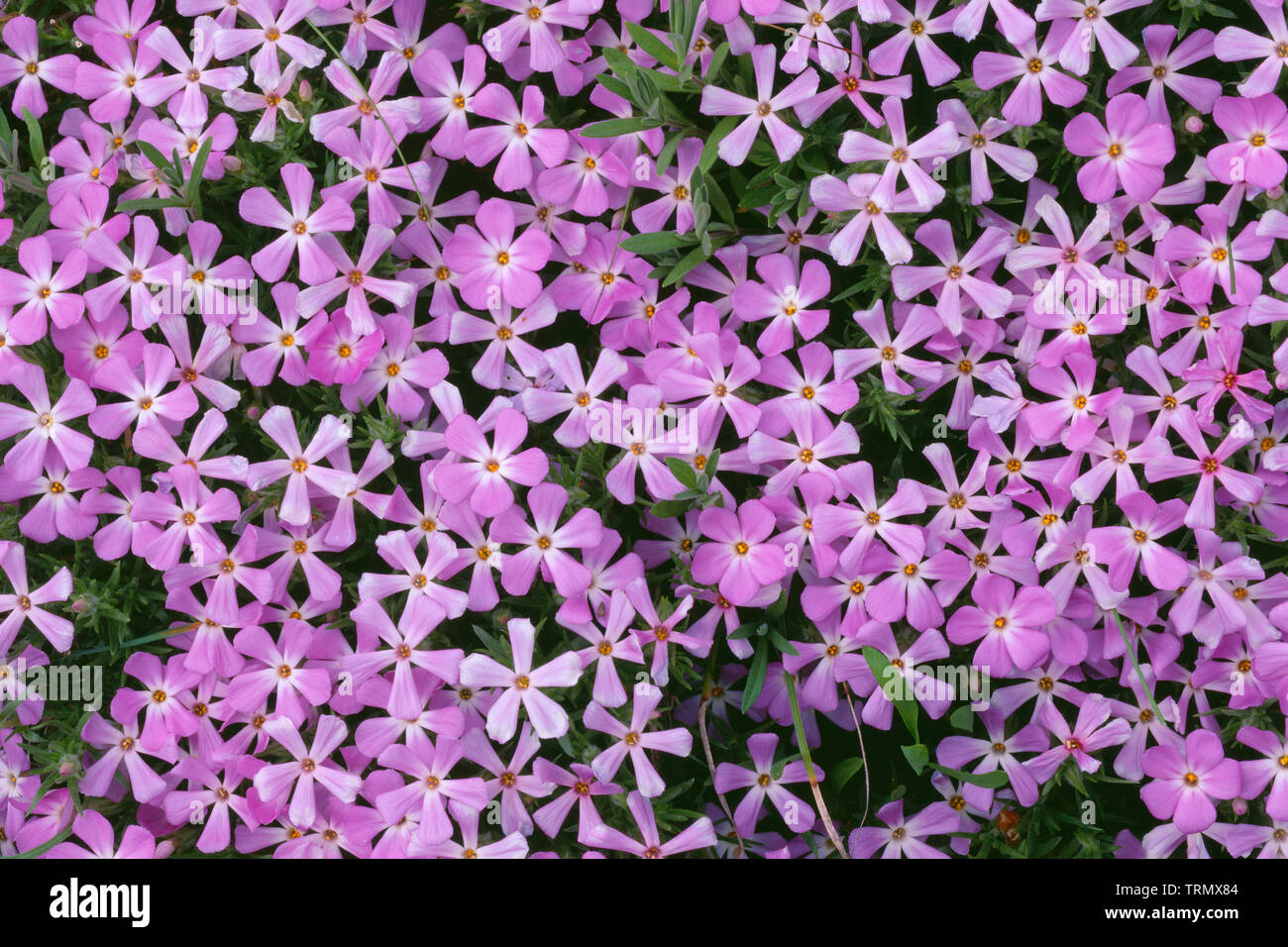 USA, Washington, Gifford Pinchot National Forest, Spreading phlox ...