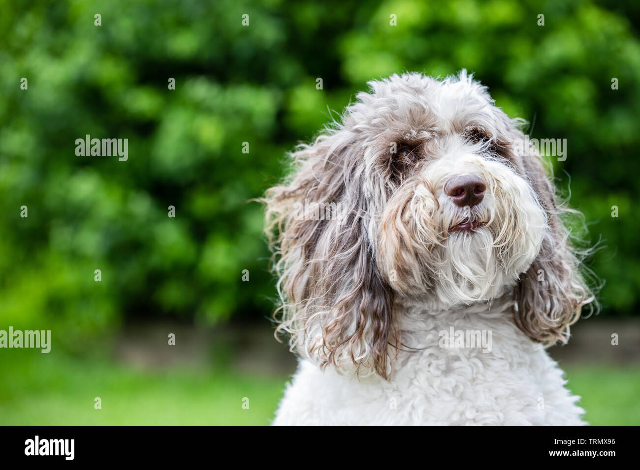 A portrait of a brown and white labradoodle standing outside with a ...