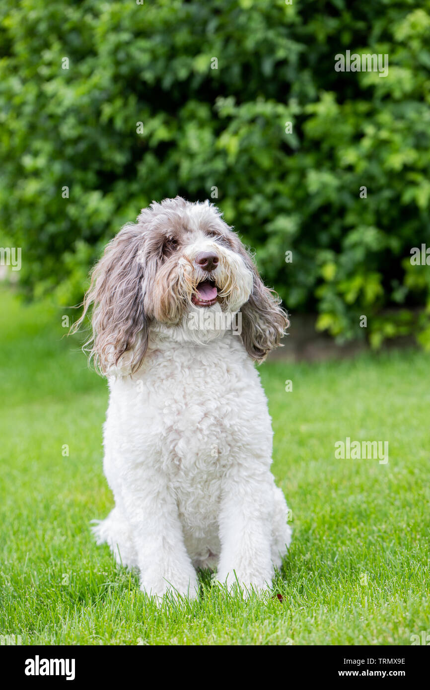 Labradoodles hi-res stock photography and images - Alamy