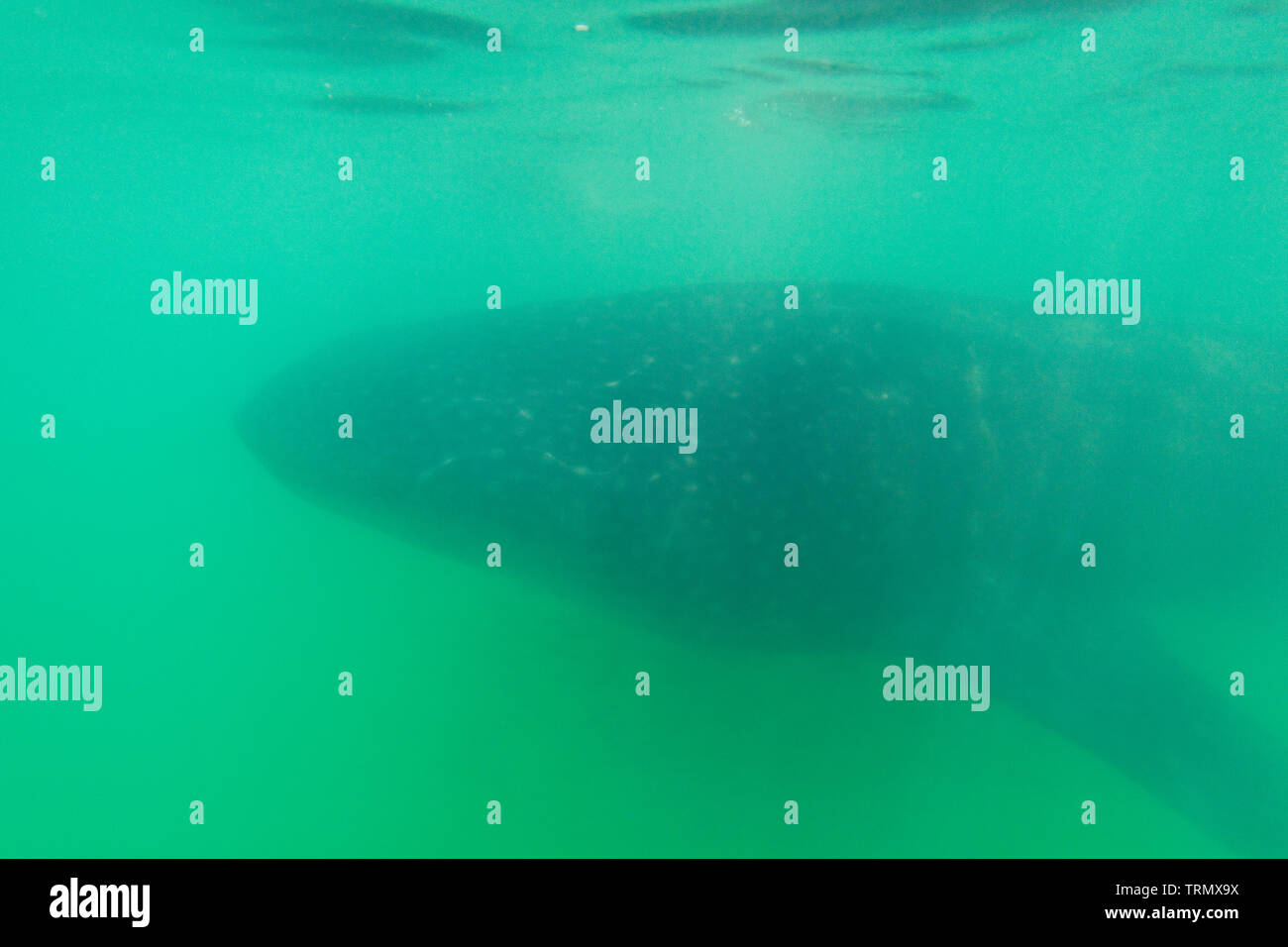 Isla ballena hi-res stock photography and images - Alamy