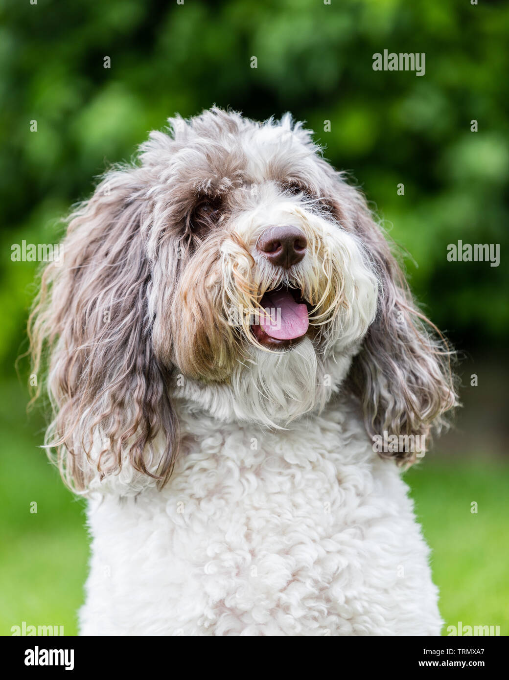 A portrait of a brown and white labradoodle standing outside with a ...