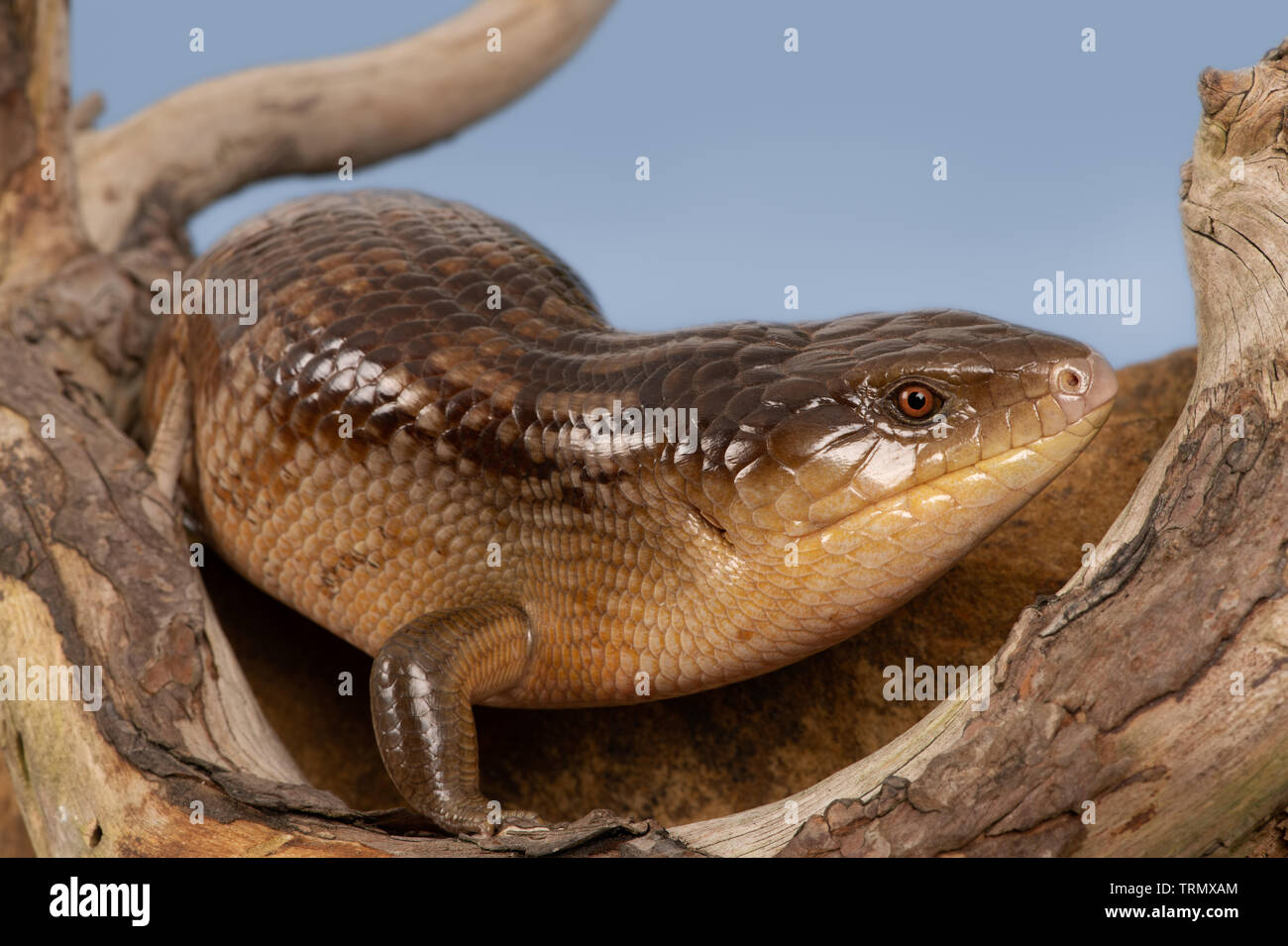 Blue Tongue Skink (Tiliqua scincoides chimaerea Stock Photo - Alamy