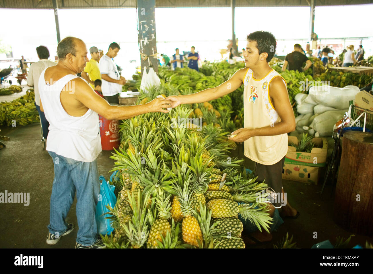 Pineapple, Fair of Banana, Center, Amazônia, Manaus, Amazonas, Brazil ...