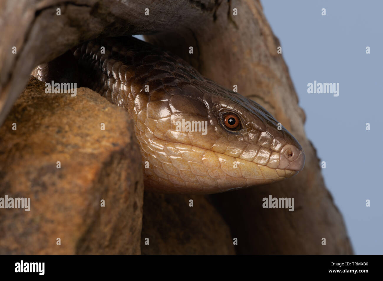 Blue Tongue Skink (Tiliqua scincoides chimaerea Stock Photo - Alamy