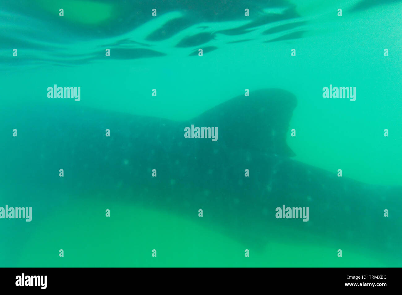 Isla ballena hi-res stock photography and images - Alamy