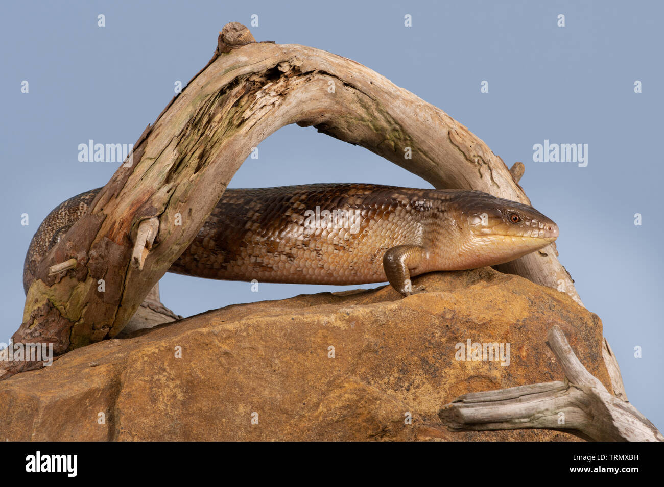 Blue Tongue Skink (Tiliqua scincoides chimaerea Stock Photo - Alamy
