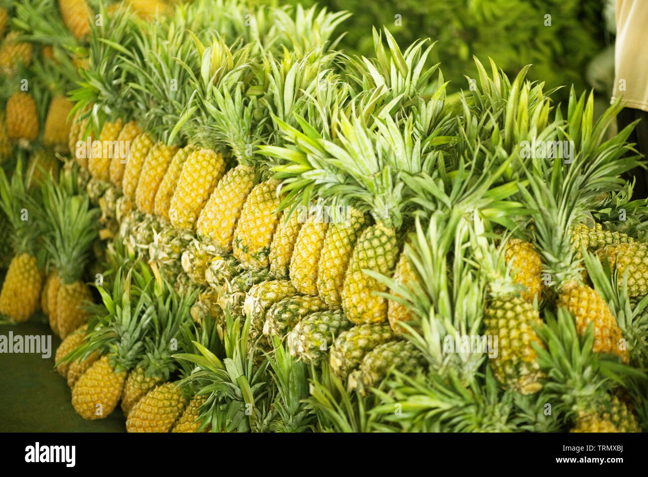 Pineapple, Fair of Banana, Center, Amazônia, Manaus, Amazonas, Brazil ...