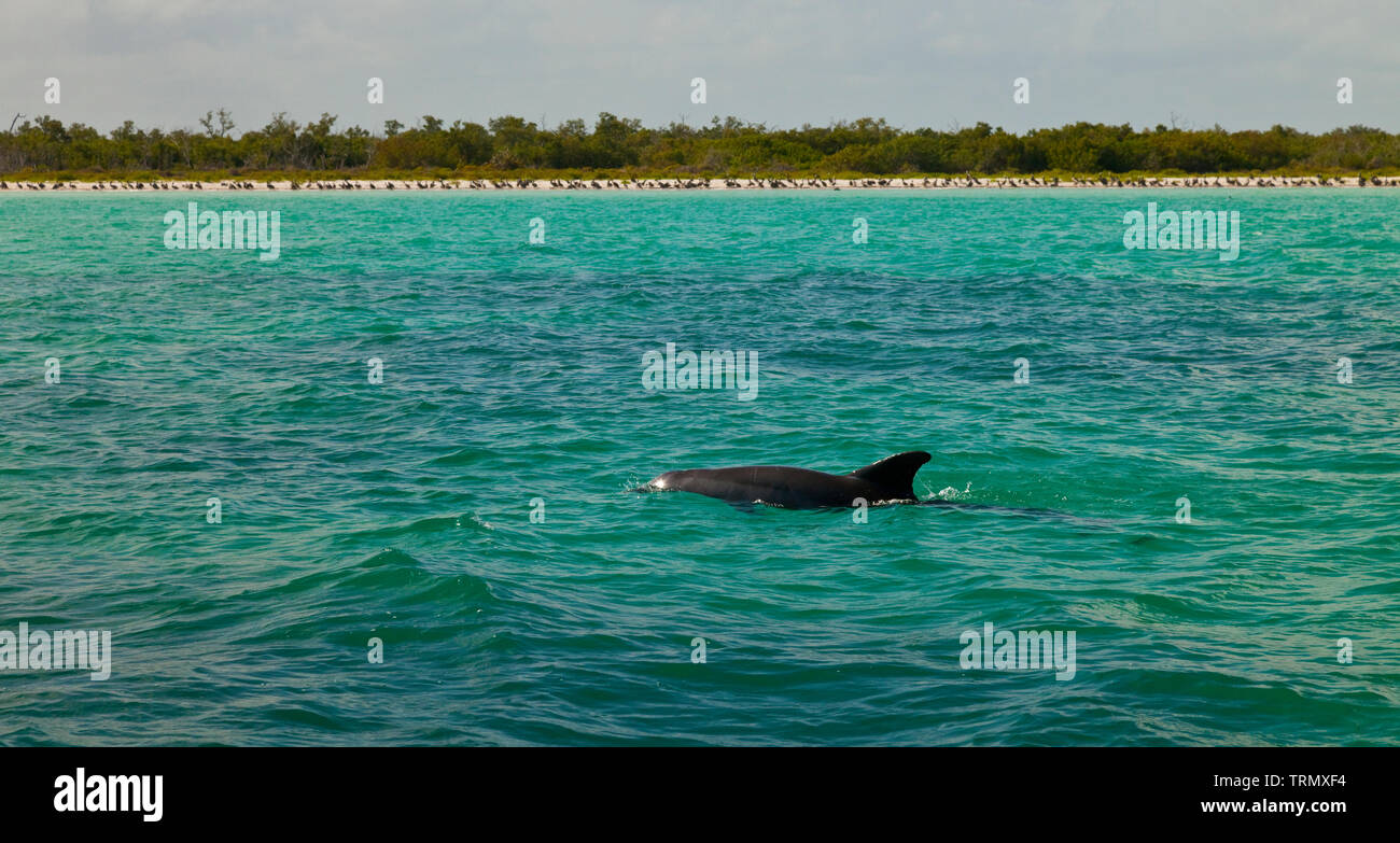 Delfin mular hi-res stock photography and images - Alamy