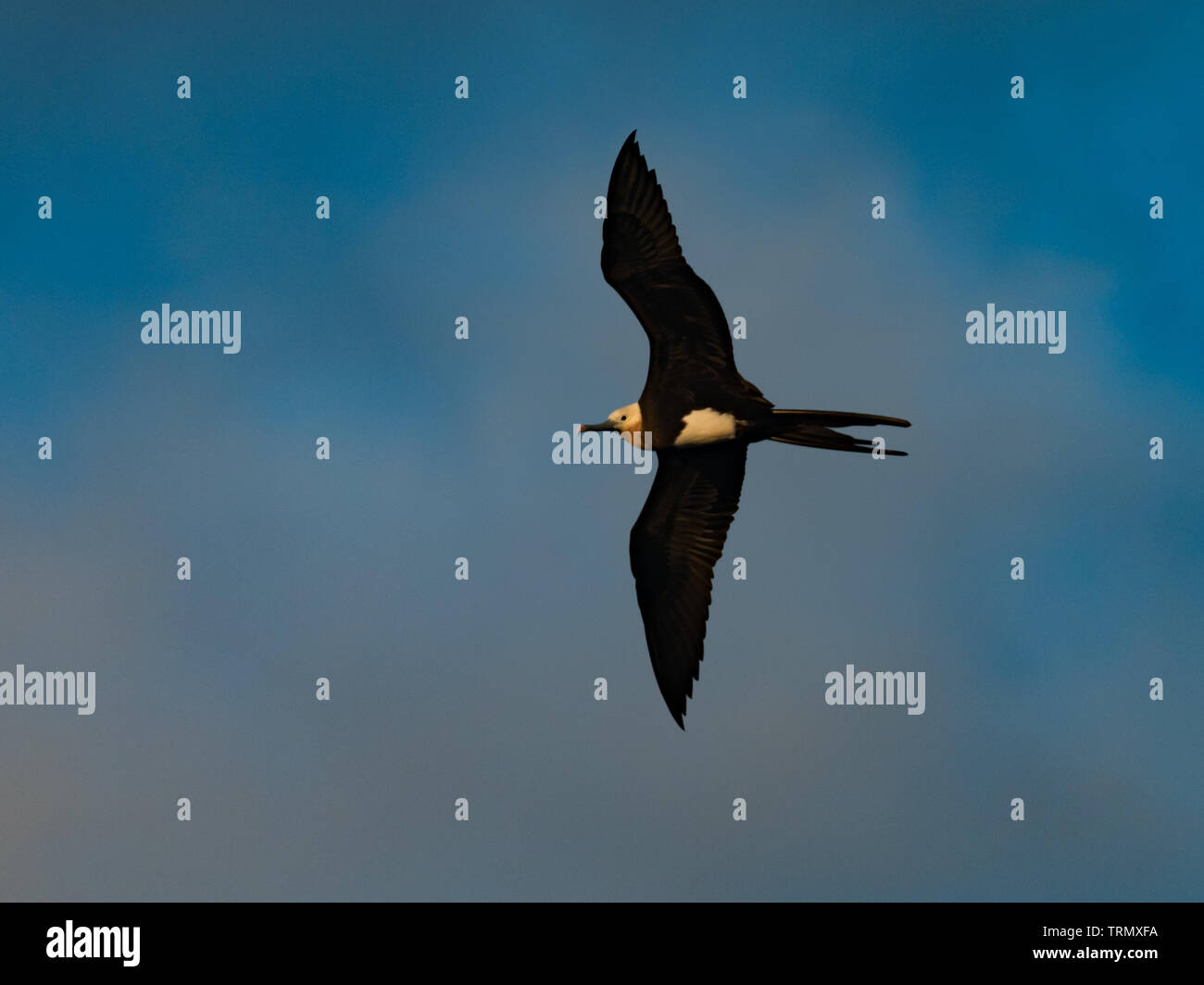 A juvenile lesser frigatebird, Fregata ariel glides above the ocean in ...
