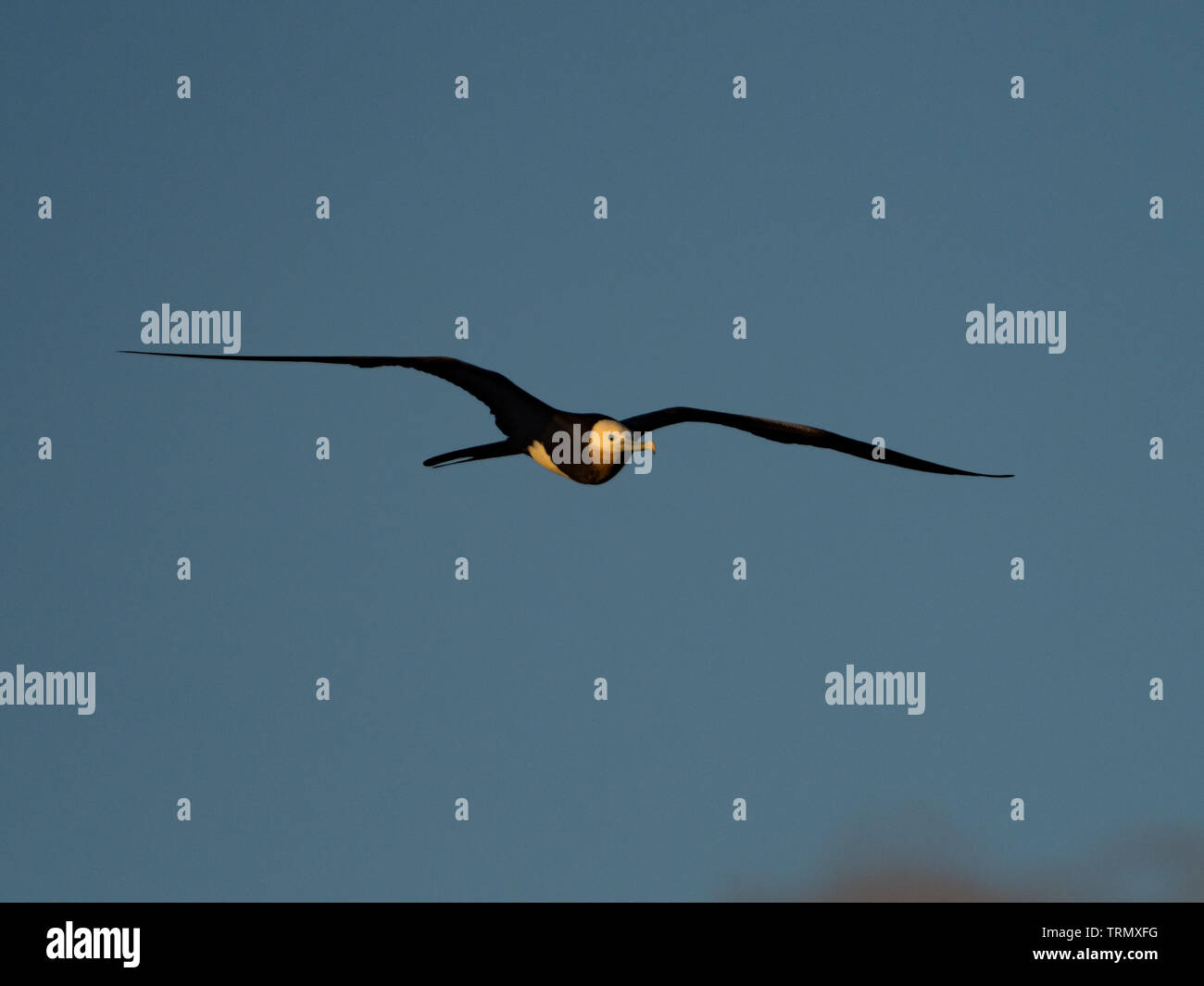 A juvenile lesser frigatebird, Fregata ariel glides above the ocean in ...