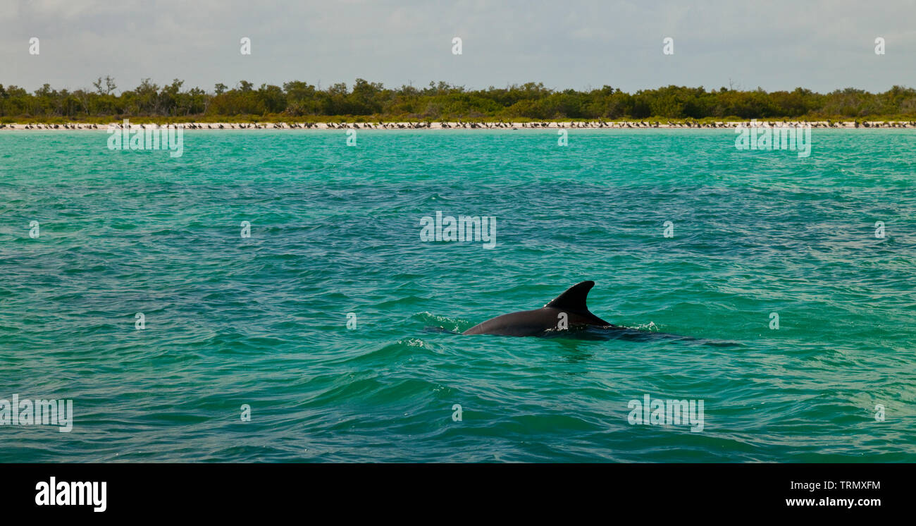 DELFIN MULAR (Tursiops truncatus), Isla de Holbox, Estado de Quntana ...