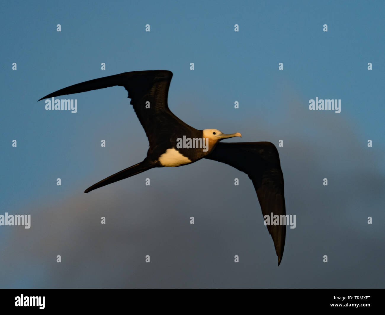 A juvenile lesser frigatebird, Fregata ariel glides above the ocean in ...