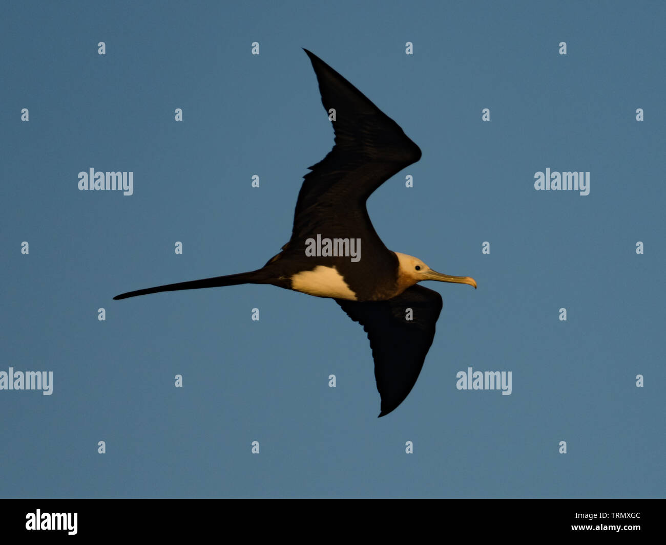 A juvenile lesser frigatebird, Fregata ariel glides above the ocean in ...