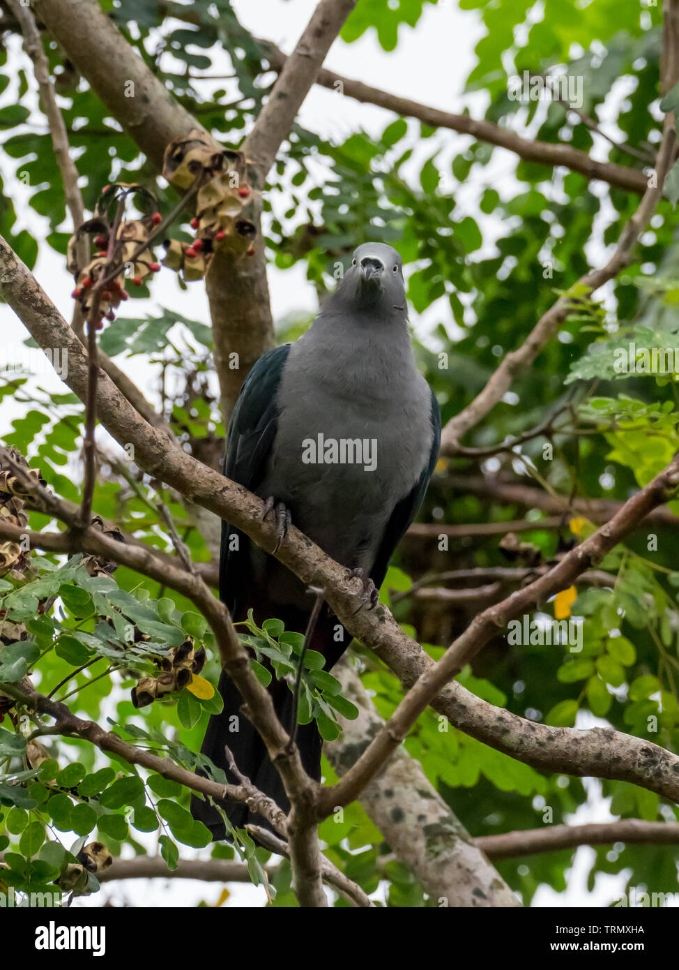 The endangered Marquesan Imperial-Pigeon, Ducula galeata, only found on ...