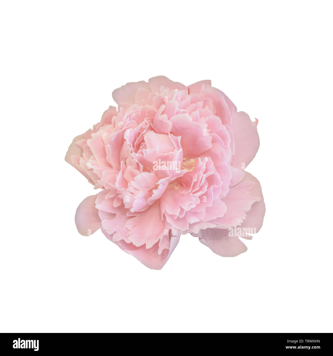 Filigree style Cut Out Stock Images & Pictures - Alamy