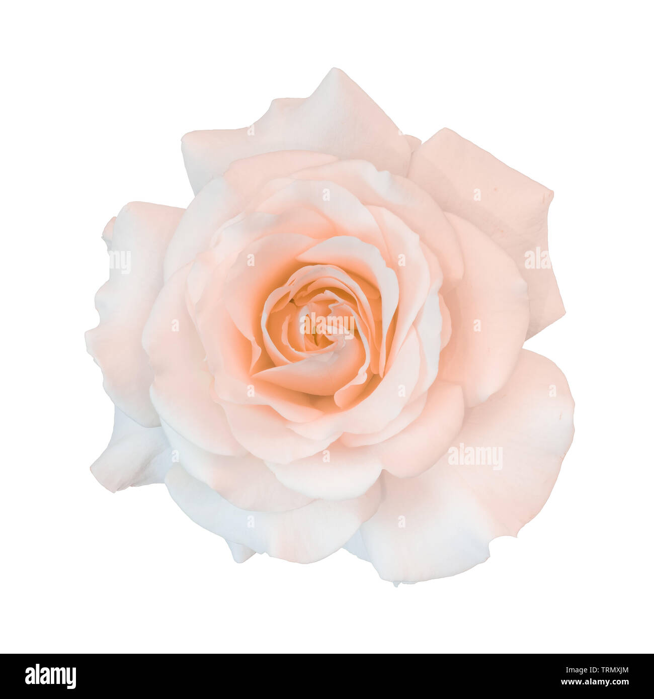 orange white rose blossom macro isolated on white background, a fine ...