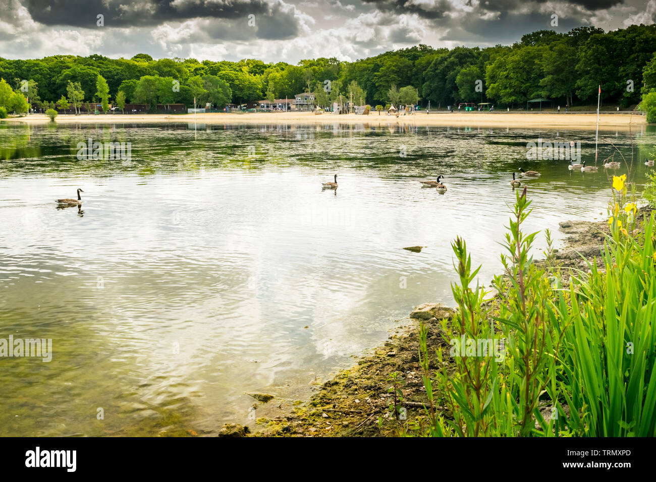 Ruislip lido birds hi-res stock photography and images - Alamy