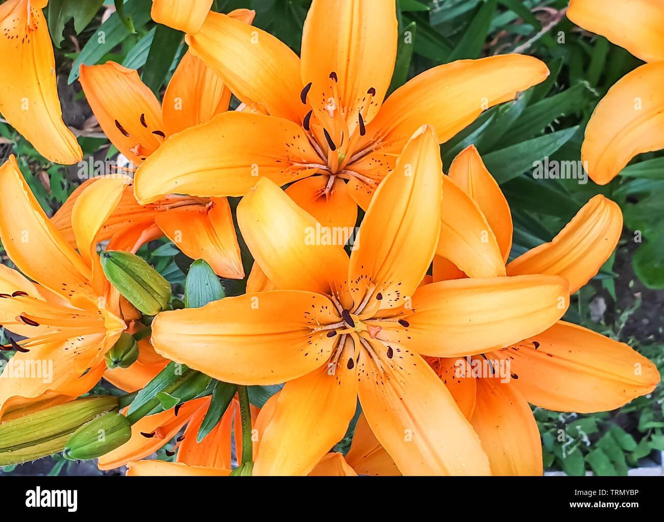 Lilies growing in the flowerbed top view Stock Photo - Alamy