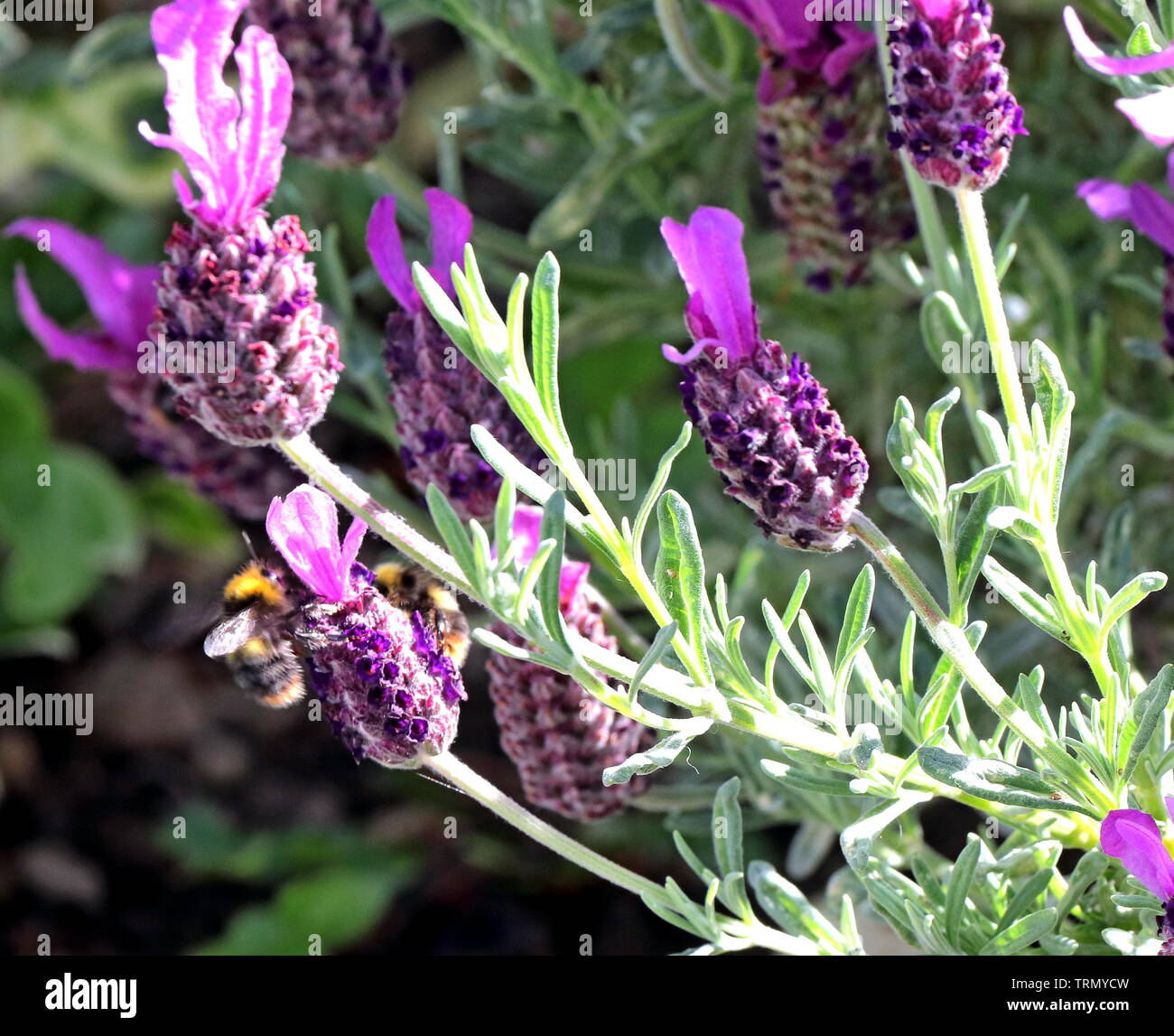 Family lamiaceae hi-res stock photography and images - Alamy