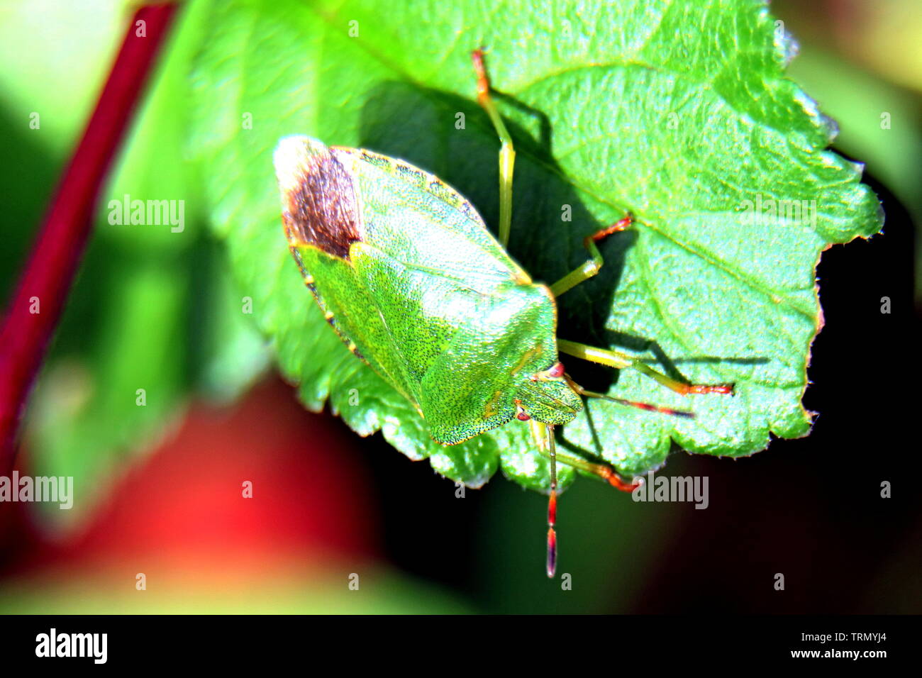 Green shield bug, Palomena prasina, is a European species in the family ...