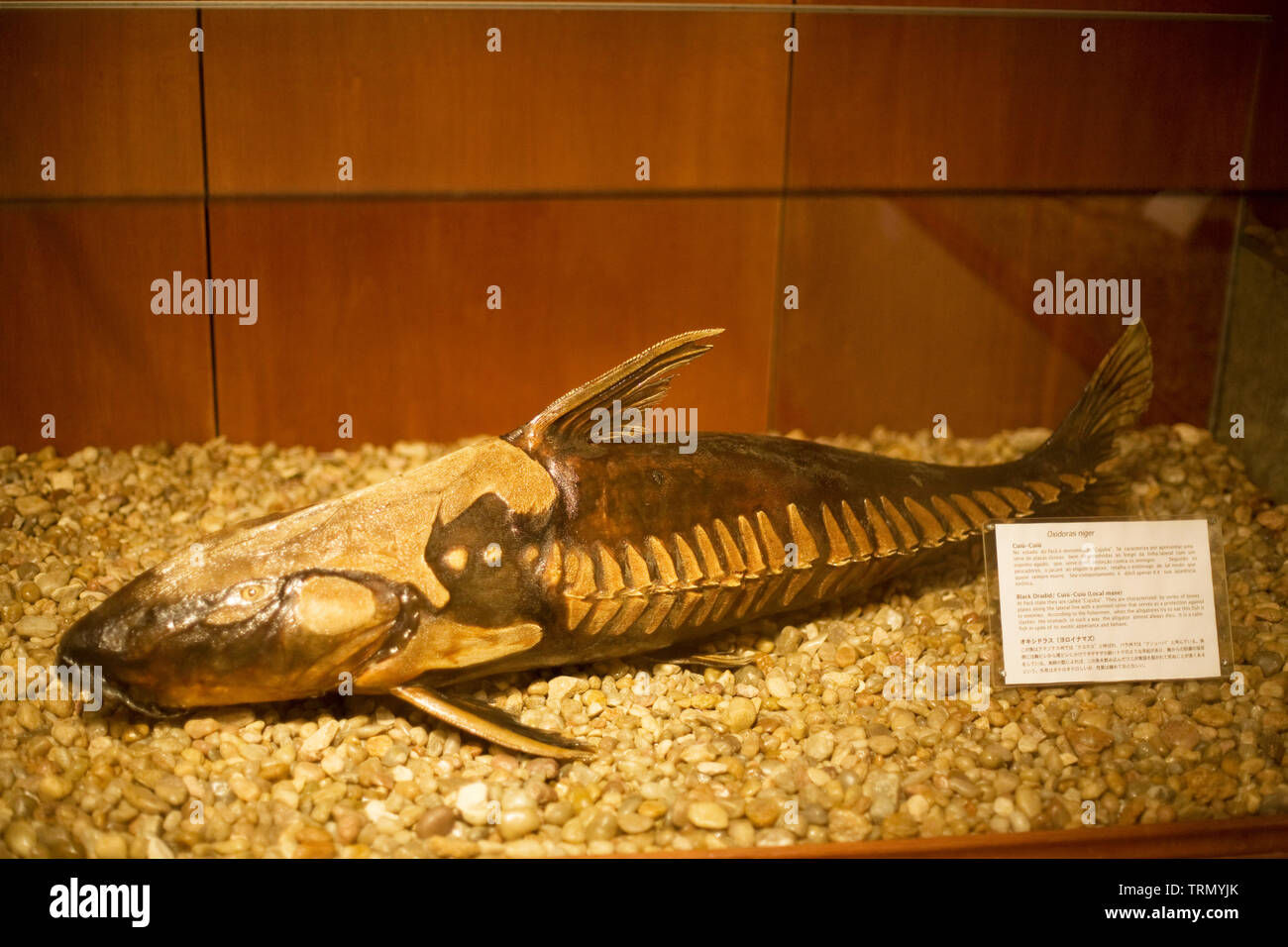 Cuiu cuiu fish hi-res stock photography and images - Alamy