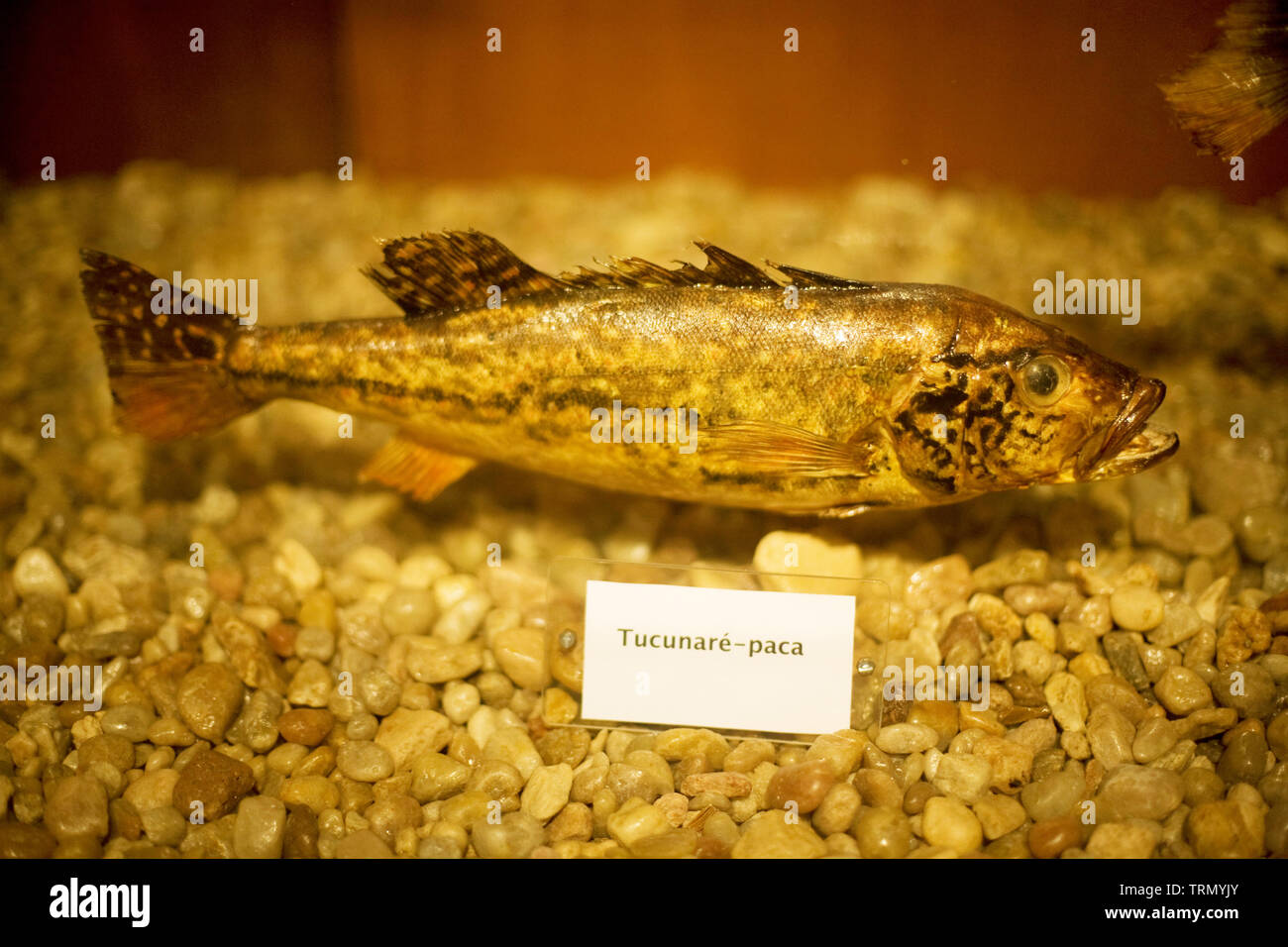 Tucunare paca hi-res stock photography and images - Alamy