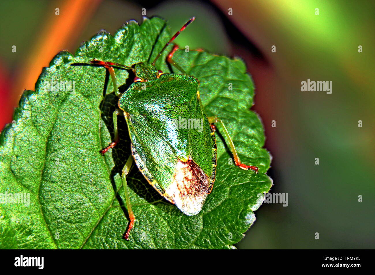 Green shield bug, Palomena prasina, is a European species in the family ...