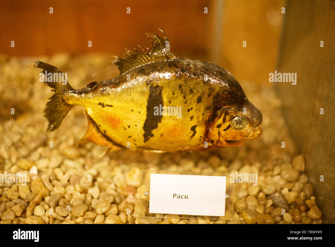 Pacu Fish, Museum of Natural science, Amazônia, Manaus, Amazonas ...