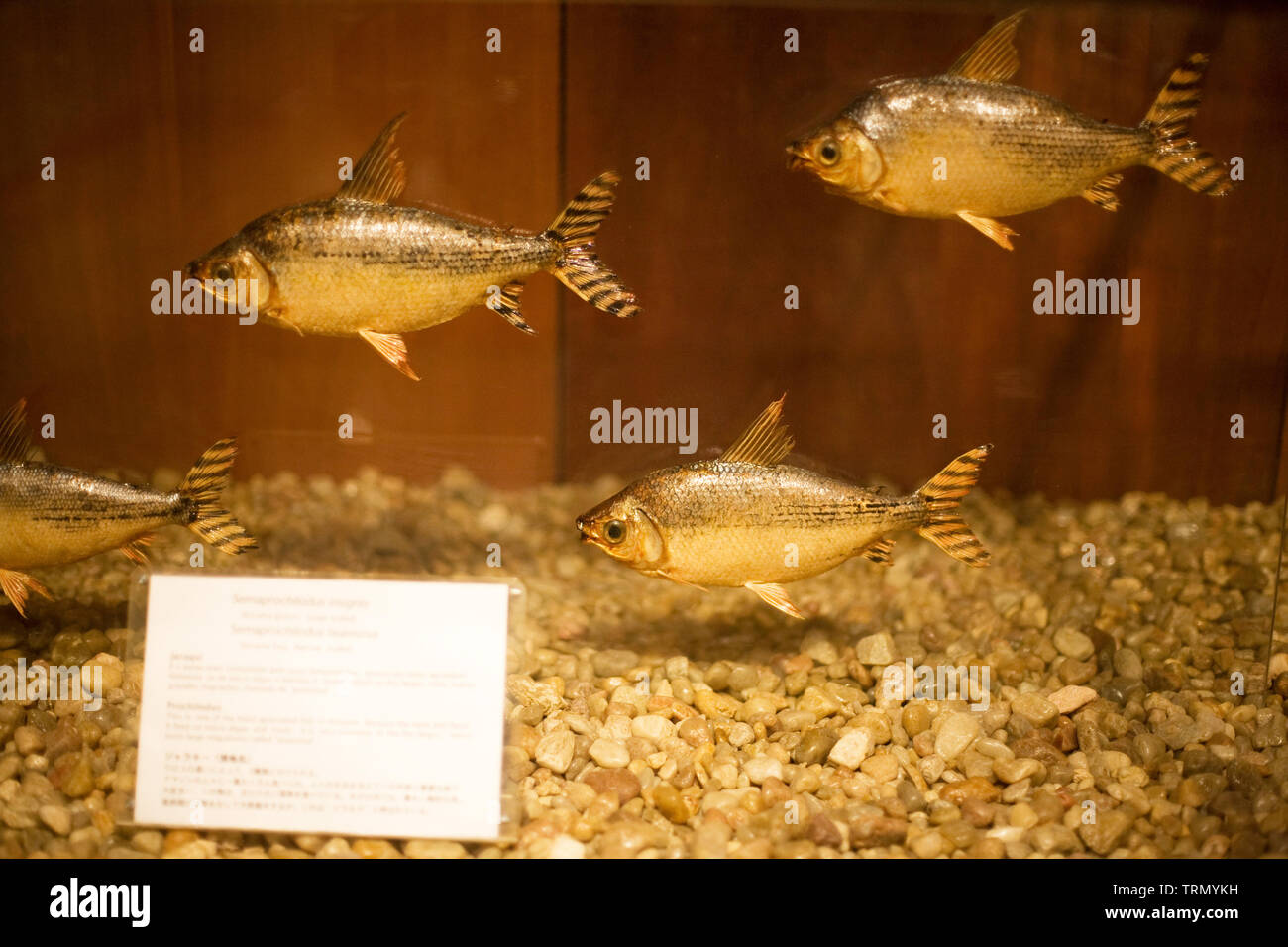 Fish, Museum of Natural science, Amazônia, Manaus, Amazonas, Brazil ...