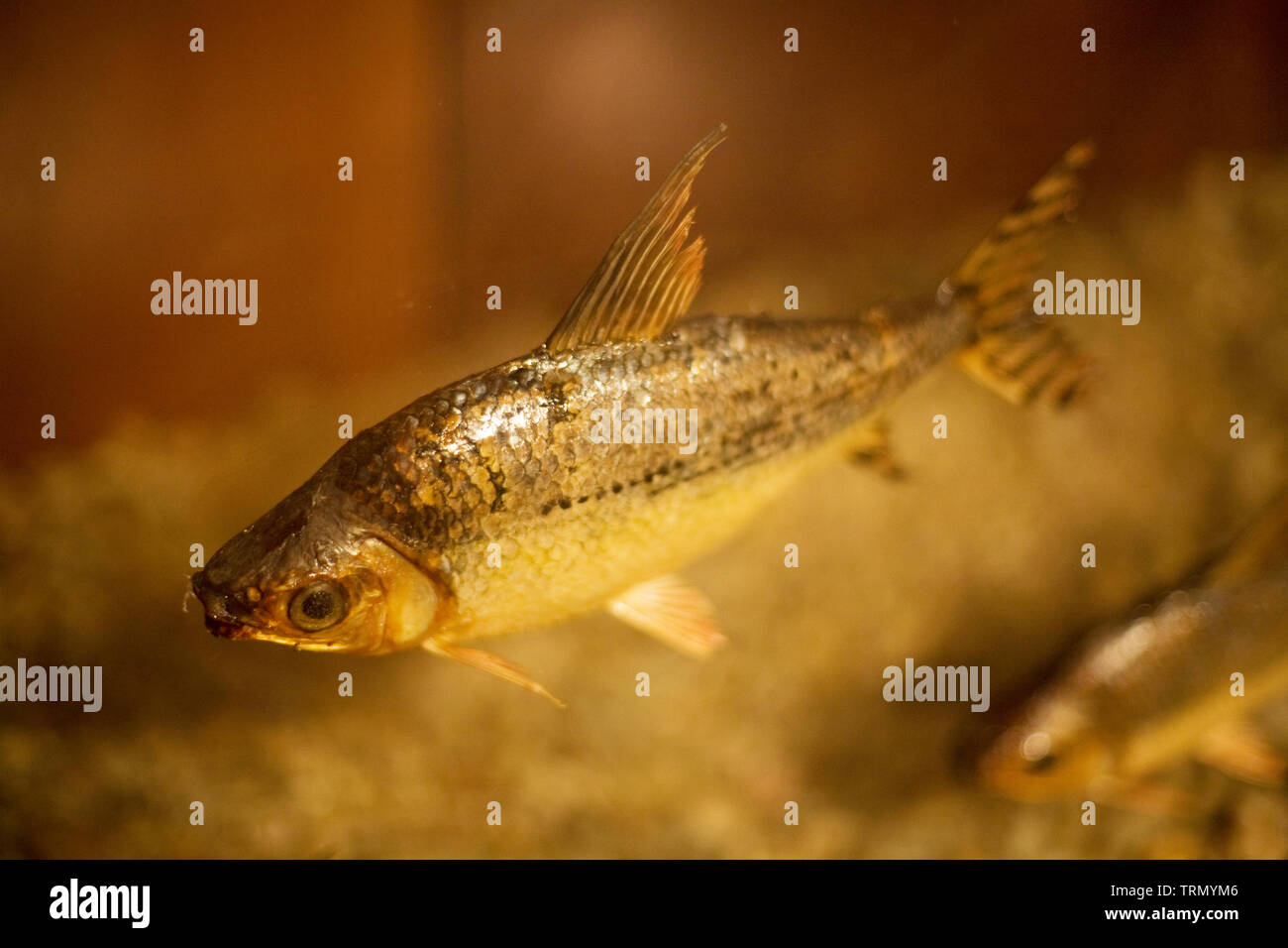 Manaus amazonas museum hi-res stock photography and images - Alamy