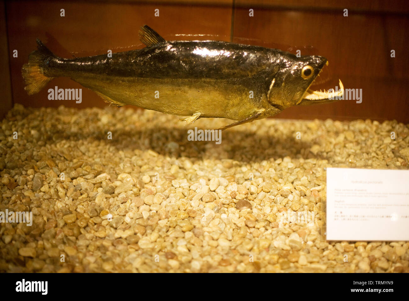 Fish, Museum of Natural science, Amazônia, Manaus, Amazonas, BraziL ...