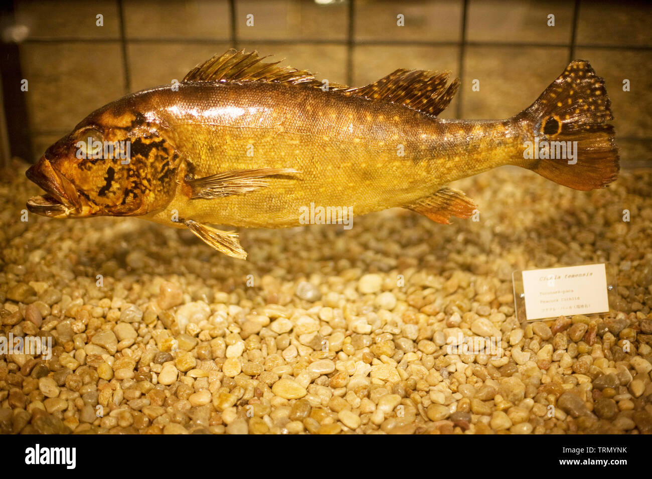 Fish, Museum of Natural science, Amazônia, Manaus, Amazonas, Brazil ...