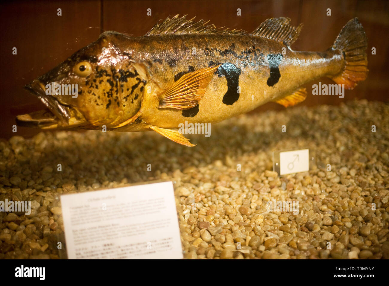 Fish, Museum of Natural science, Amazônia, Manaus, Amazonas, Brazil ...