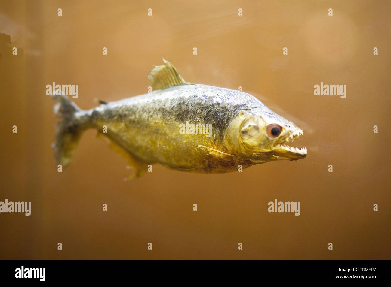 Piranha Fish, Museum of Natural science, Amazônia, Manaus, Amazonas ...