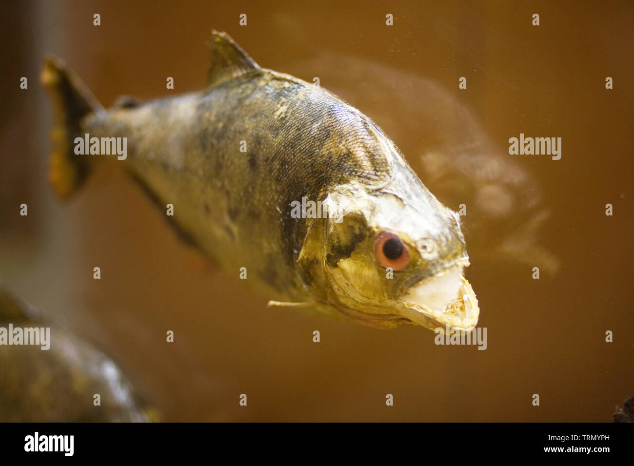 Piranha Fish, Museum of Natural science, Amazônia, Manaus, Amazonas ...